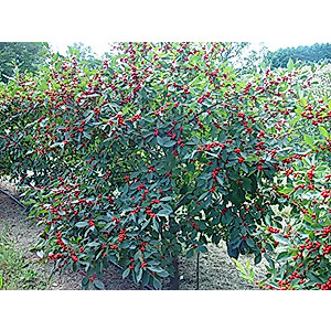 1187-Red Holly Winter Berry (Ilex verticillata) Seeds by Robsrareandgiantseeds UPC0764425788317 Non-GMO,Organic,USA Grower,Bonsai,1187 Package of 7 Seeds