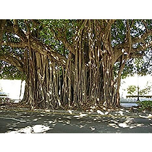 Banyan Tree Seeds for Planting - 40 Seeds of Ficus benghalensis - Indian Banian Tree - Ships from Iowa, USA