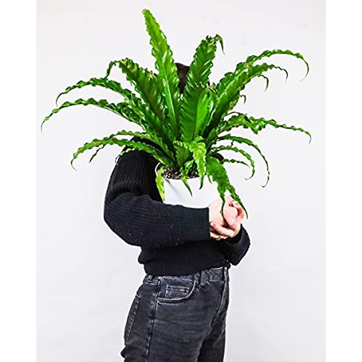 American Plant Exchange Live Japanese Bird’s Nest Fern Plant, Plant Pot for Home and Garden Decor, 6" Pot