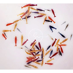 Swimming Creatures 10 Mixed Color Neocaridina Shrimp Skittles Live Freshwater Aquarium Shrimp. Live Arrival Guarantee.