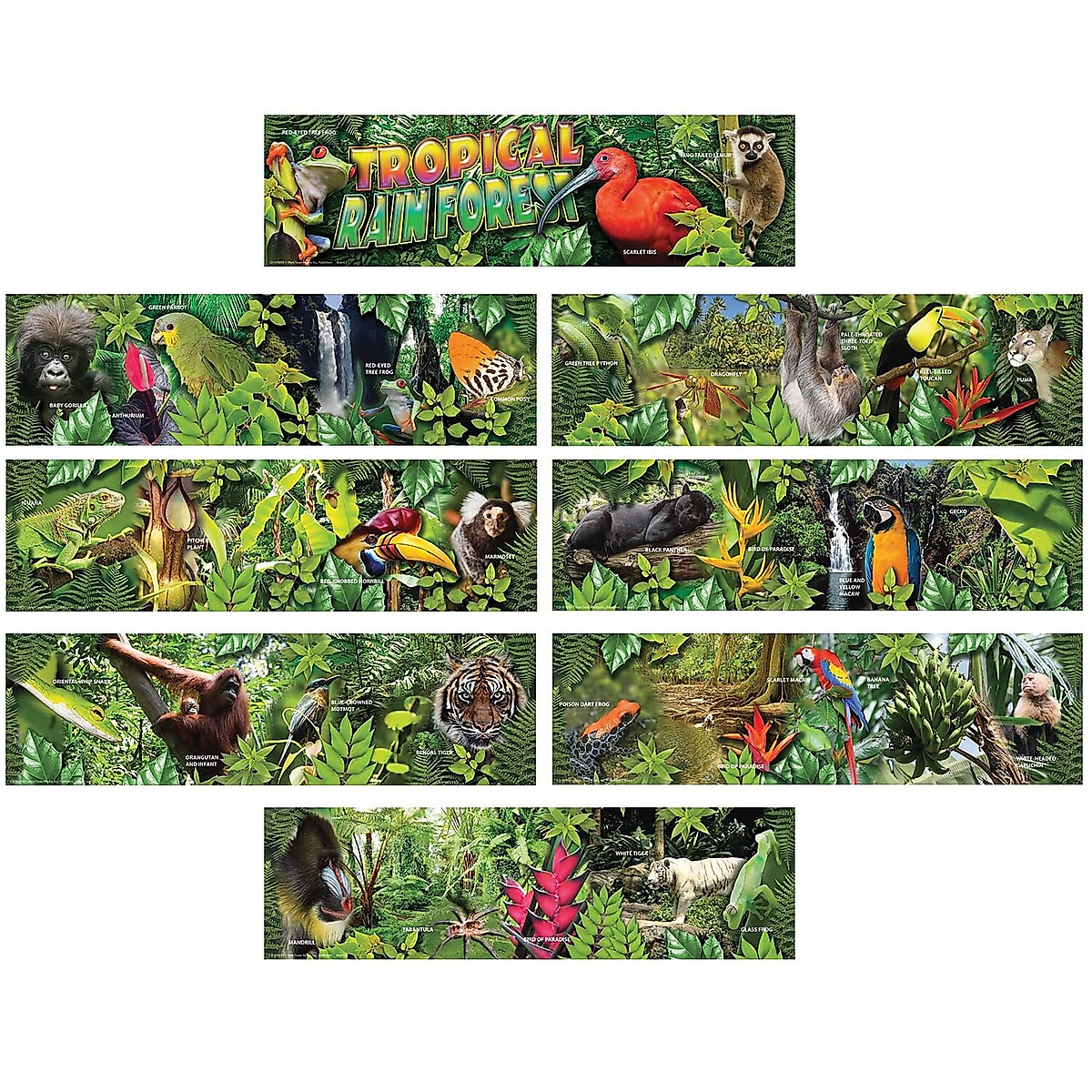 Carson Dellosa Mark Twain Tropical Rain Forest Bulletin Board Set (410039)
