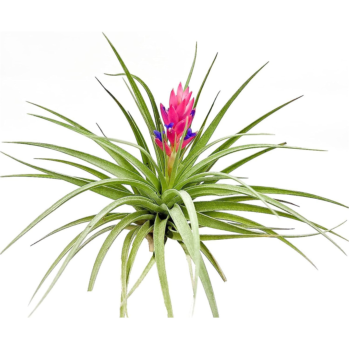 ragnaroc Air Plants - Flowering Tillandsia Stricta Large 5" - 1ct - Live Arrival Guaranteed - House Plants for Home Decor & Gift