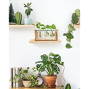 Ivolador Desktop Propagation Station, Bulb Plant Terrarium with Retro Solid Wooden Stand and Metal Swivel Holder for Hydroponics Plants Home Garden Wedding Decor (3 Bulb-C Type)