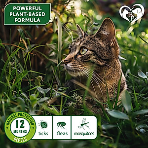 Natural Flea & Tick Collar for Cats - 12 Months Control of Best Prevention & Safe Treatment - Anti Fleas and Ticks Essential Oil Repellent (2 Pack)