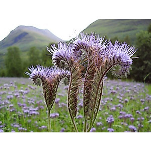 1161B-Tall Purple Fiddleneck (Phacelia tanacetifolia) Seeds by Robsrareandgiantseeds UPC0764425787952 Non-GMO,Organic,USA Grower,Bonsai,1161-B Package of 25 Seeds