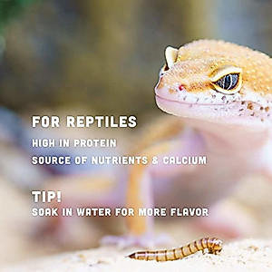 Downtown Pet Supply 1/2 lb Dried Mealworms for Wild Birds, Poultry, Reptiles, and Small Mammals Rich in Vitamin B12, B5, Protein, Fiber, and Omega 3 Fatty Acids - Great as Mealworms for Chicken