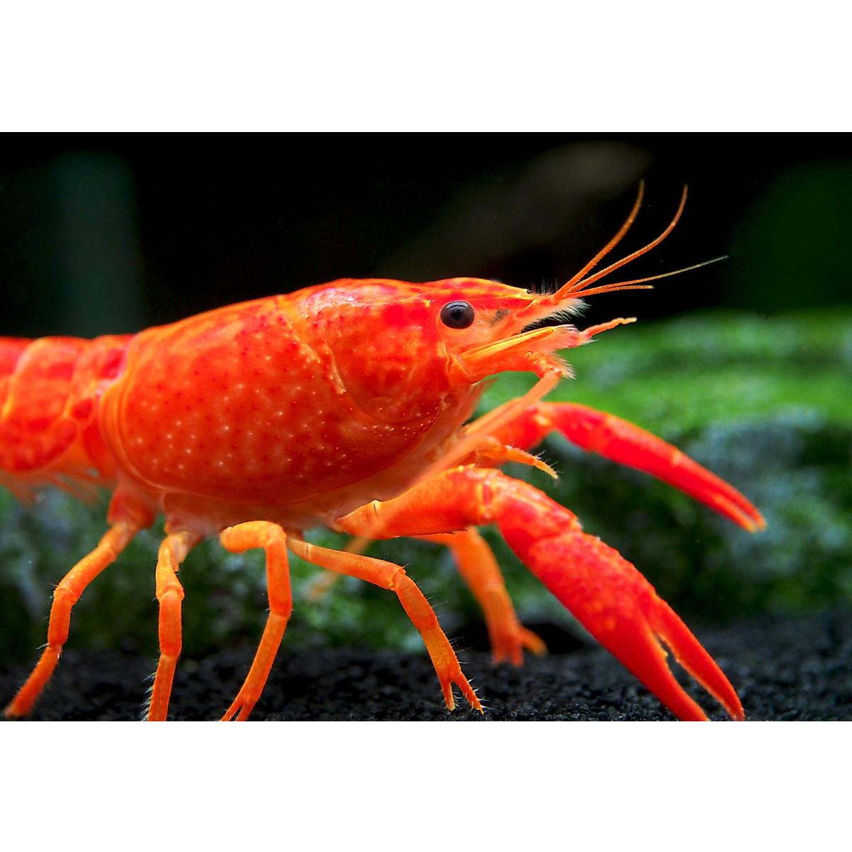 Aquatic Arts 1 Male Neon Red Crayfish | Live Freshwater Aquarium Lobster / Crawfish / Crawdad / Real Living Fish Tank Pet
