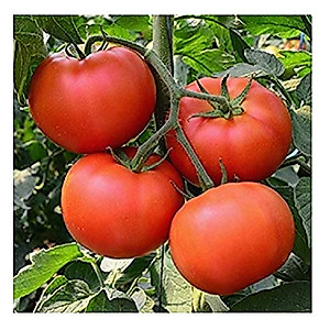 David's Garden Seeds Tomato Beefsteak Determinate Homestead 1212 (Red) 25 Non-GMO, Heirloom Seeds