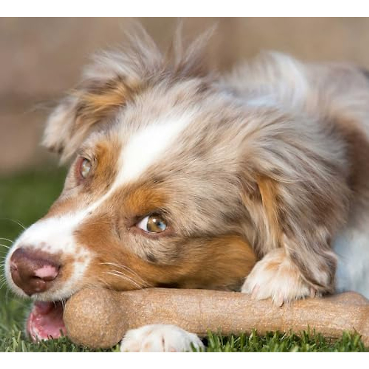 Pet Qwerks Dinosaur BarkBone - Nylon Dog Bone for Aggressive Chewers - Bacon Flavor - 6.5"