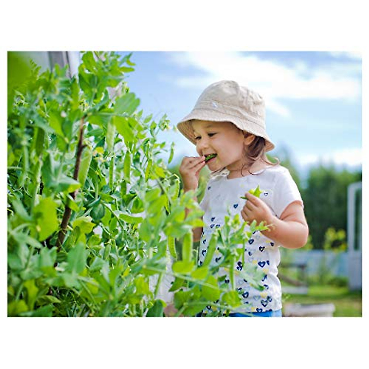 Earthcare Seeds Peas Little Marvel Sweet Dwarf Bush Pea 50 Seeds (Pisum sativum) No GMO – Open Pollinated - Heirloom