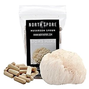 North Spore Lion's Mane Mushroom Plugs for Logs (100 Count) | Premium Quality Mushroom Plug Spawn | Handmade in Maine, USA | Grow Gourmet Mushrooms Outdoors on Logs