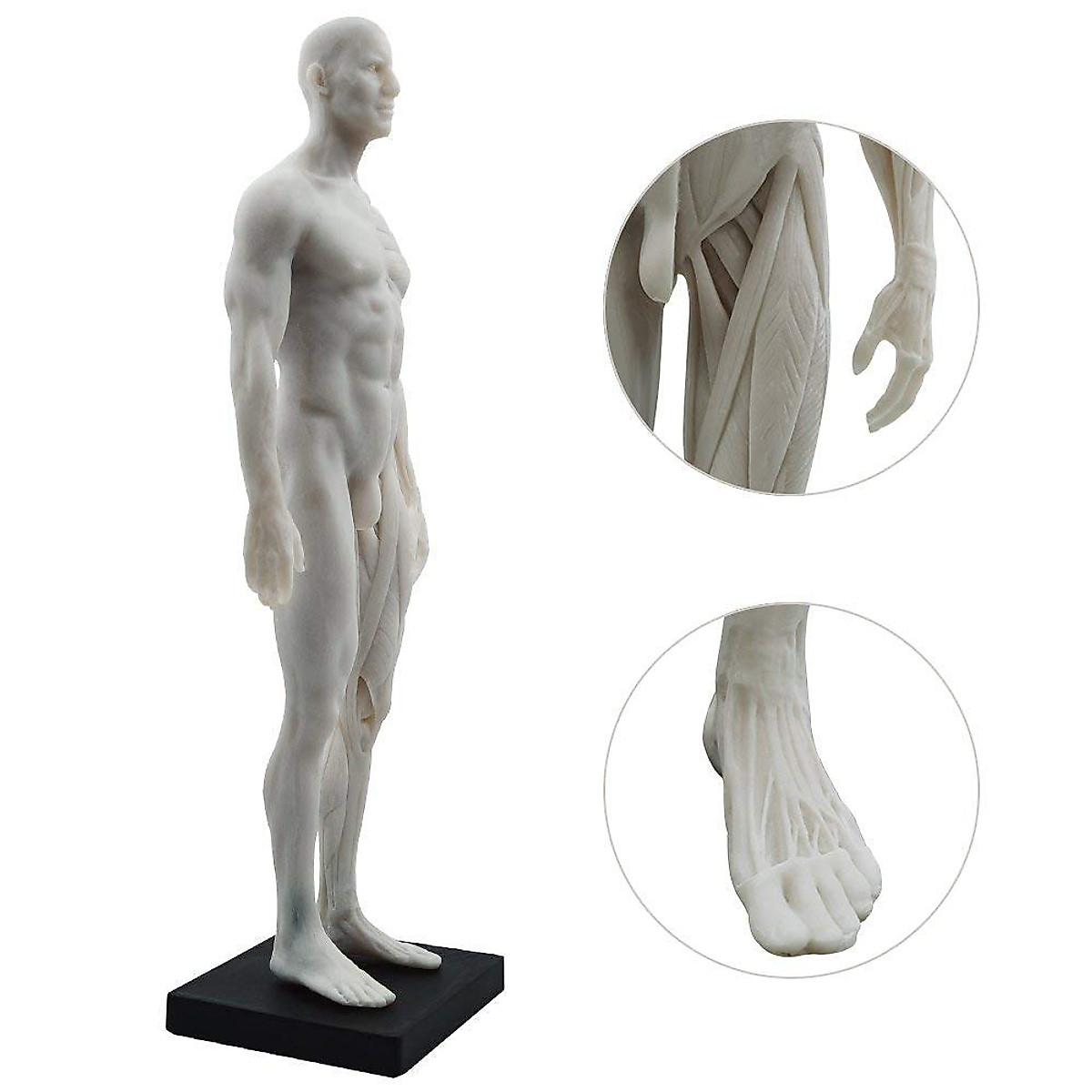 BONEW Dental 30CM Resin Human Anatomical Anatomy Skull Head Body Model Muscle Bone Model Male and Female