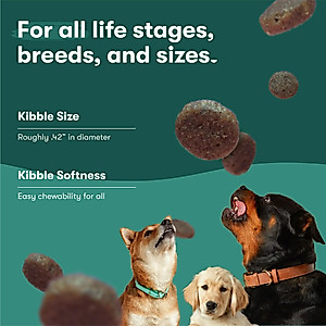 JiInx Grass-Fed Beef, Brown Rice & Sweet Potato Dry Dog Food, High Protein, 23.5 lb Bag, All Natural Ingredients, Supports Joint Health & Digestion, for Dogs of All Breeds & Ages (23.5 LBS Bag)