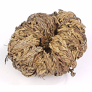 Incense Garden Rose of Jericho Flower The Resurrection Plant (2 Roses)