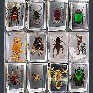CXUEMH Clear Insect Specimens 12 Pcs Real Animal Specimen Bugs Resin Bug Collection Kit Clear Resin Paperweights for Home and Office Desktop Decor (Clear)