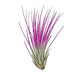 Ionantha Guatemala Tillandsia Air Plant, Guatemala Tillandsia Live Airplant, Healthy Arrival Guaranteed, Great Indoor Plant, Home Decor & Gift (A)