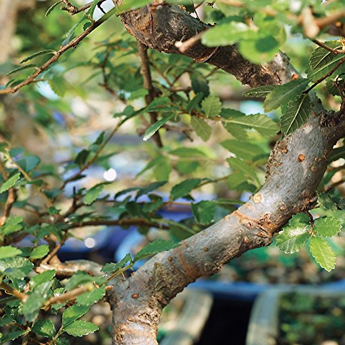 Brussel's Live Chinese Elm Outdoor Bonsai Tree - 7 Years Old; 8" to 10" Tall with Decorative Container