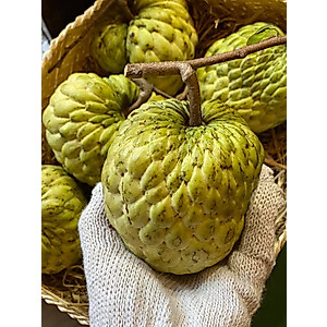 Annona Squamosa Sugar Apple Tree Live Plant - Sweetsop Asian Fruit 9-14" Tall