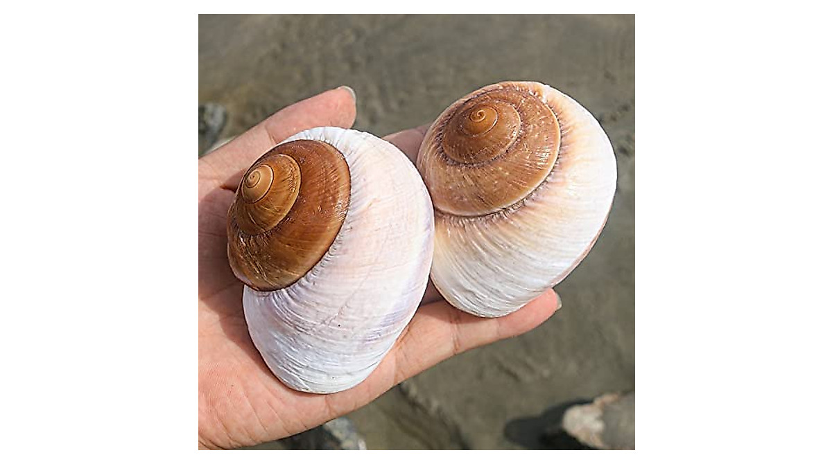 Buy 4 Pack Large Hermit Crab Shells for Your Aquarium