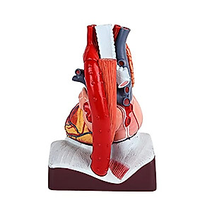 Evotech Deluxe Human Heart Model with Thymus Gland & Diaphram Base, 10 Parts 1.5X Life Size Large Anatomical Heart Model for Classroom and Cardiology Study