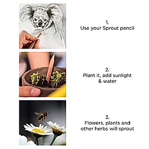 Sprout Pencils | Original Edition | Graphite Plantable Pencils with Flower, Herb & Vegetable Seeds | Certified & Organic Wood | Prime Sustainable Gift Ideal for Drawing, Sketching & Shading | 8 Pack