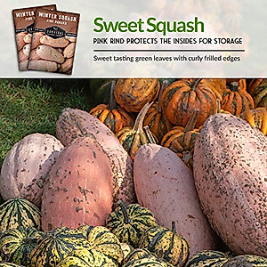 Survival Garden Seeds - Pink Banana Winter Squash Seed for Planting - Pack with Instructions to Plant and Grow Unique Winter Vegetables in Your Home Vegetable Garden - Non-GMO Heirloom Variety