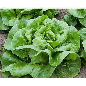 2,000+ Buttercrunch Heirloom Lettuce Seeds- Ohio Heirloom Seeds