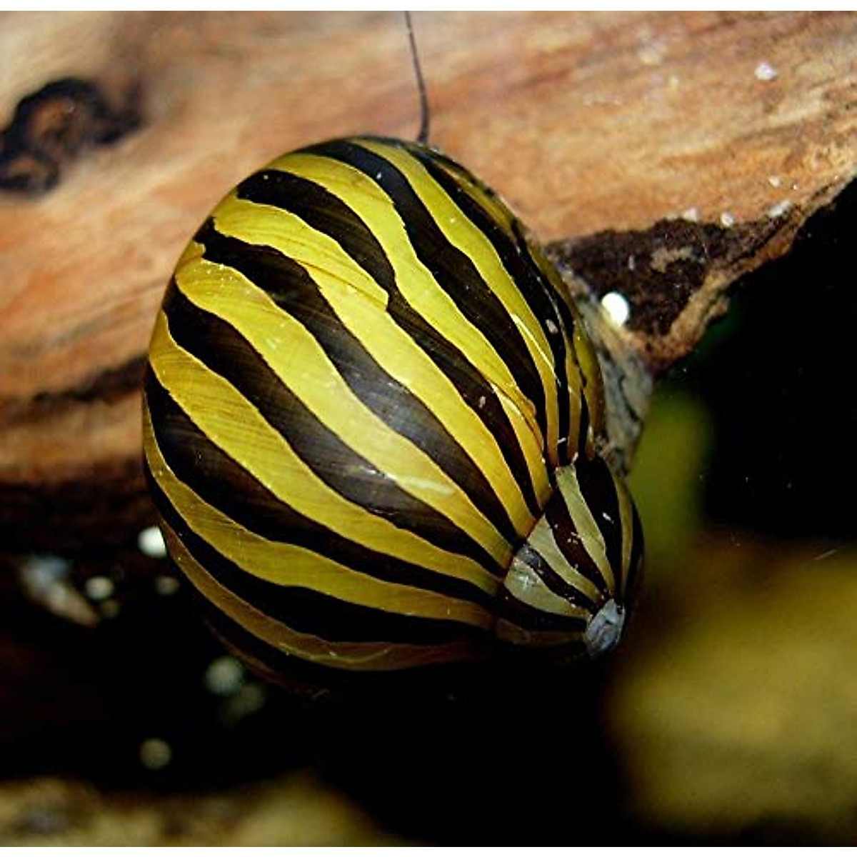 BUY2GET1FREE! Aquatic Discounts – 1 Zebra Nerite Snail – Great Addition to Any Freshwater Tank! Active Algae Eater! Consumer of Bottom Debris and uneaten Fish Food! Perfect Tank Mate for Bettas Guppy