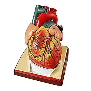 2023 Newest Design Life Size Human Heart Model,2-Parts 1:1 Anatomical Heart Model On Diaphragm and Pericardium Base,34 Anatomical Structures Teaching Science Models for Classroom and Cardiology Study