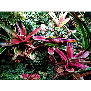 Jungle Dawn 22 Watt LED Terrarium Light Bar