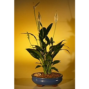 Bonsai Boy's Flowering Peace Lily Bonsai Tree spathiphyllum