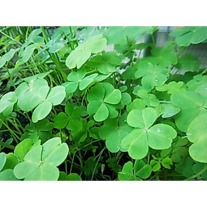 200+ Lucky Clover Flower Seeds Meadow Fields Creeping Plants Rare Wild Grass