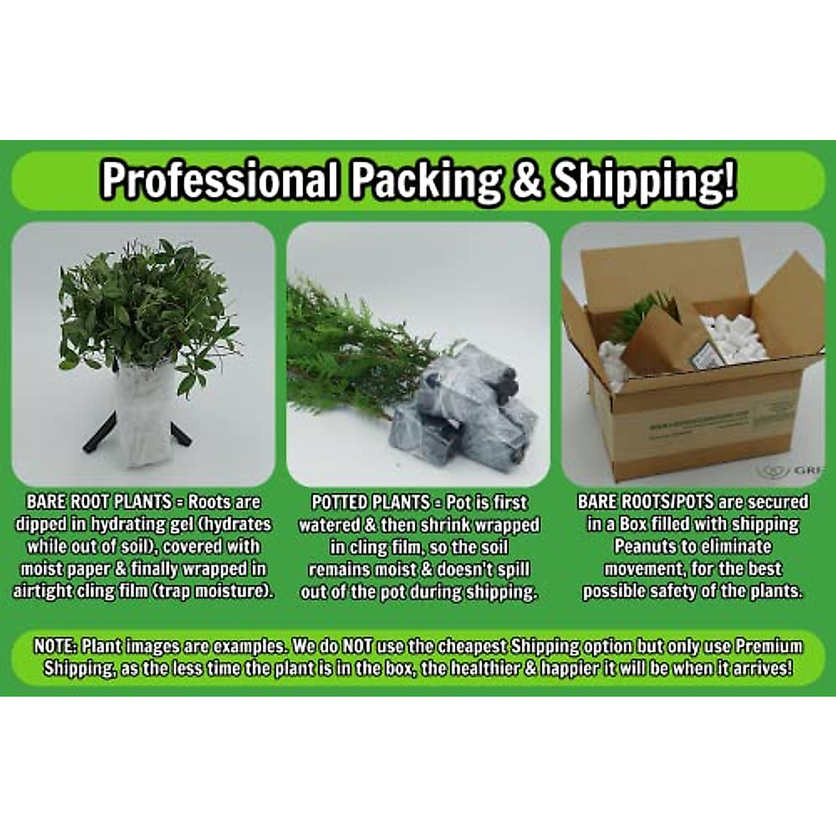 Greenwood Nursery: Live Shrub Plants - Judd Viburnum - [Qty: 2X 2.5 Pots] - (Click for Other Available Plants/Quantities)