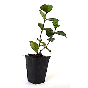 9GreenBox - Confederate Jasmine - 6 Pack