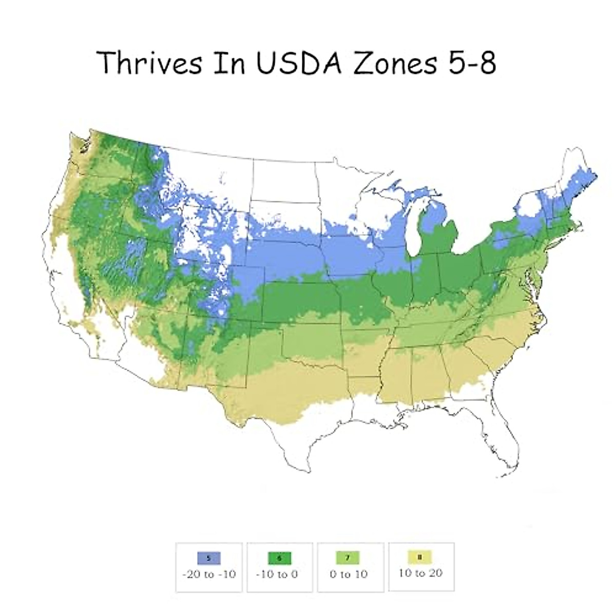 2 Gallon First Editions Viburnum Opening Day Shrub