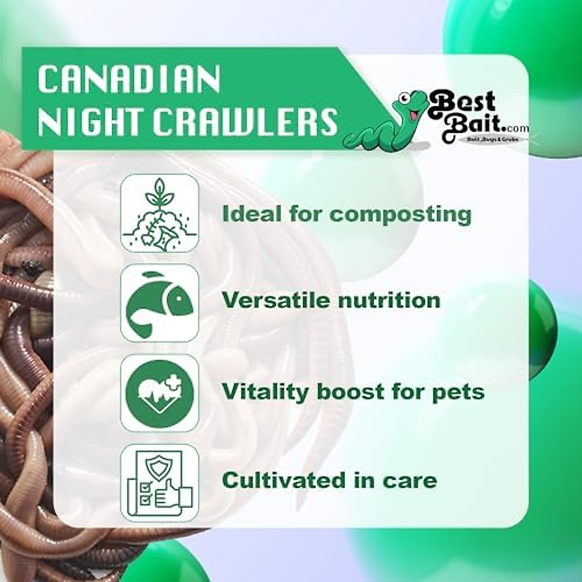 Best Bait 50 Canadian Nightcrawlers (4-6 inch) - Premium Fishing Bait or Pet Feeder - High-Protein, Nutrient-Rich Live Worms for Fishing, Reptiles, Birds & Small Animals - Ideal for Anglers