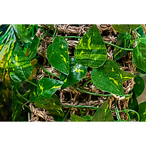 Lizard Lounger Penn-Plax Reptology for Bearded Dragons, Iguanas, and Other Reptiles - Adjustable Hanging (Coconut Climber)