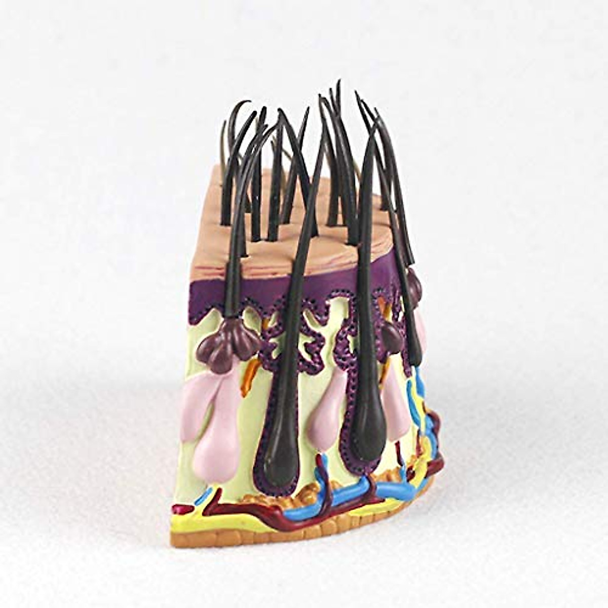 Anatomy Model Anatomical Skin Model - Human Hair Anatomical Magnification Model Growth Process Hair Follicle Anatomy Model - for Medical Educational Aid