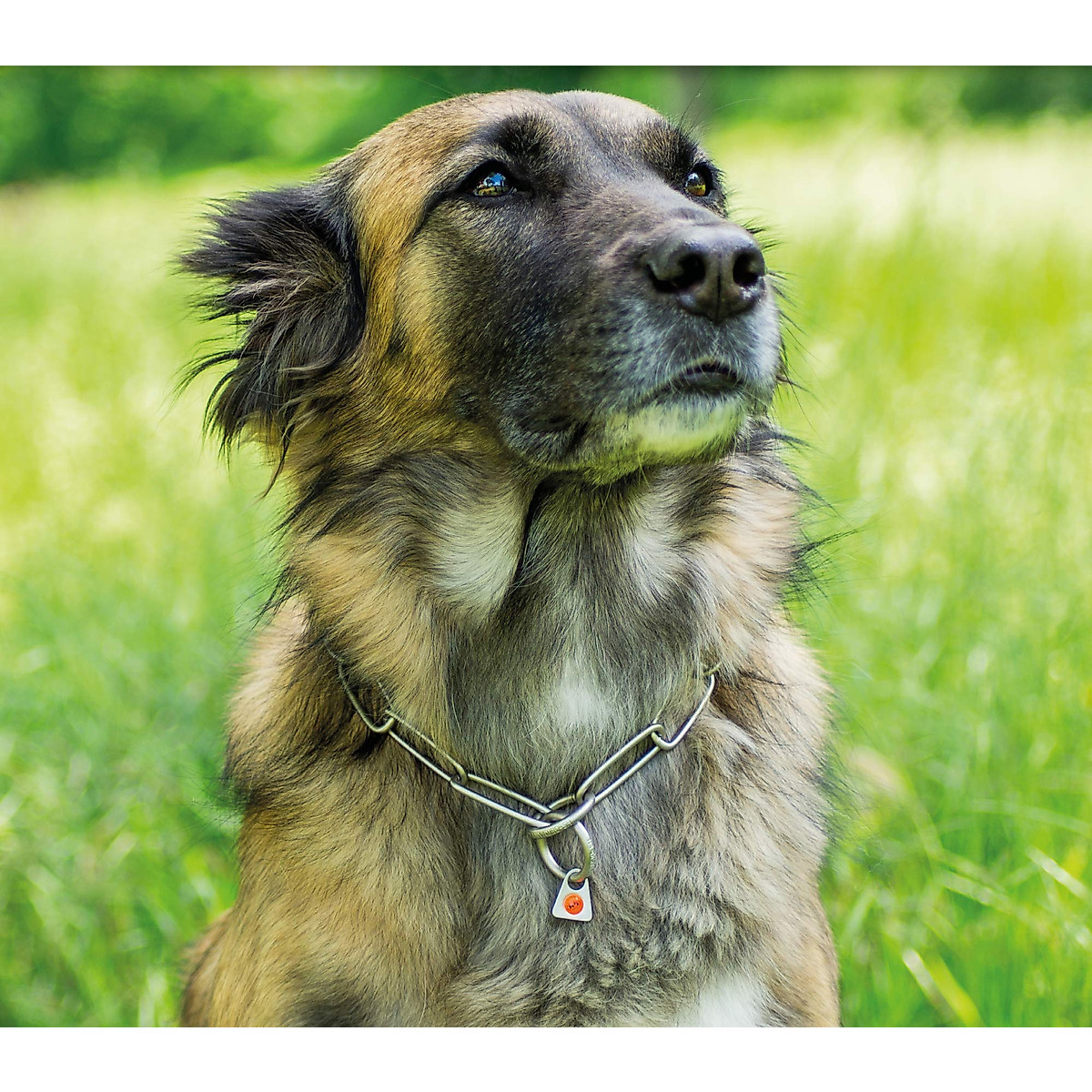 Herm Sprenger - Matt Stainless Steel Scratch Resistant Long Link Fur Saver Dog Collar - Professional Training Collar - Made in Germany (21 inches (53 cm))