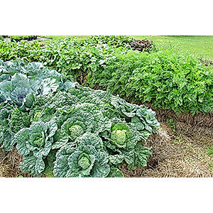 BaleBuster4 Four Bale Conditioning Formula for Preparation of a Straw Bale Garden for Planting a Vegetable Garden