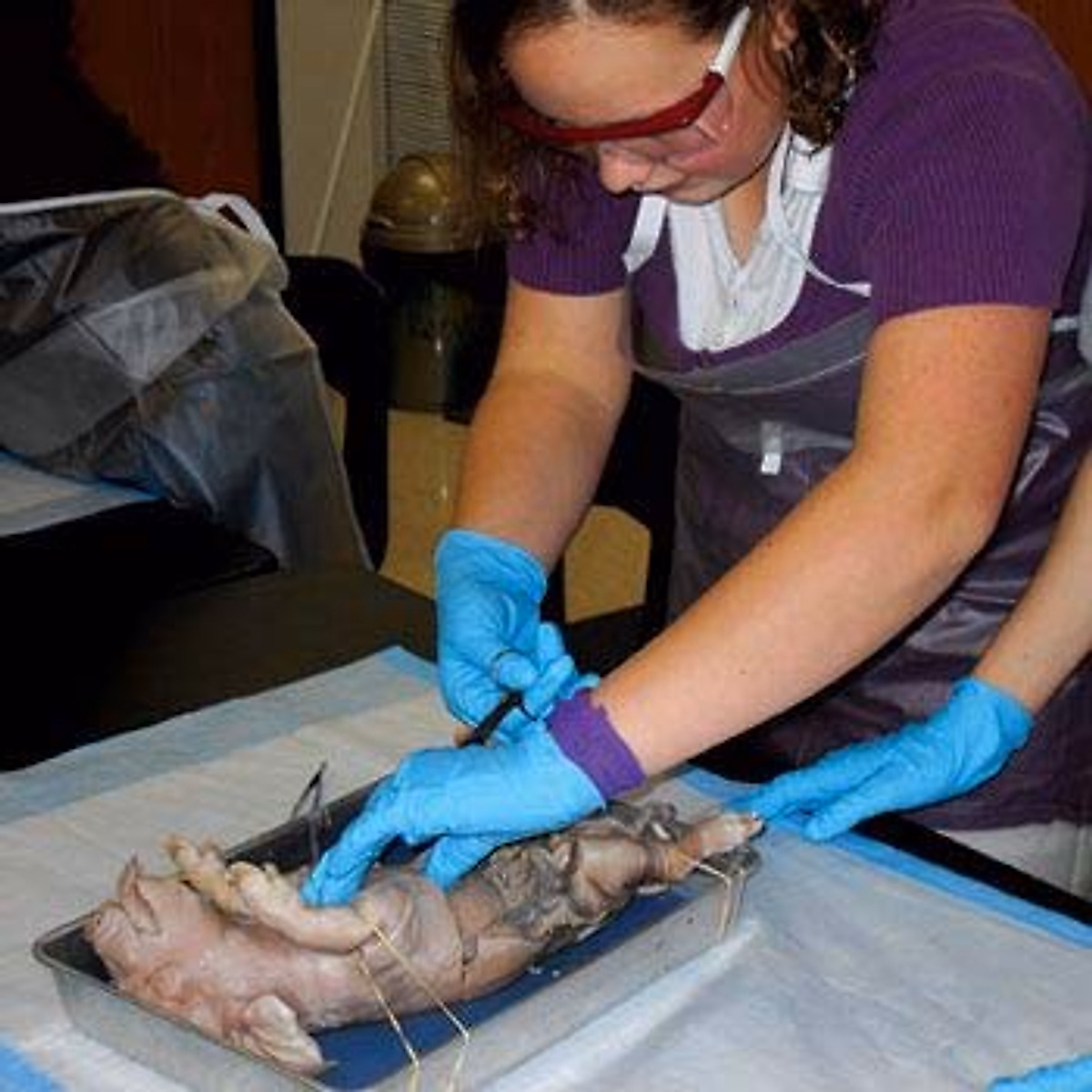 Perfect Solution Preserved Pig, Plain, 1/Bag, 5-7 in