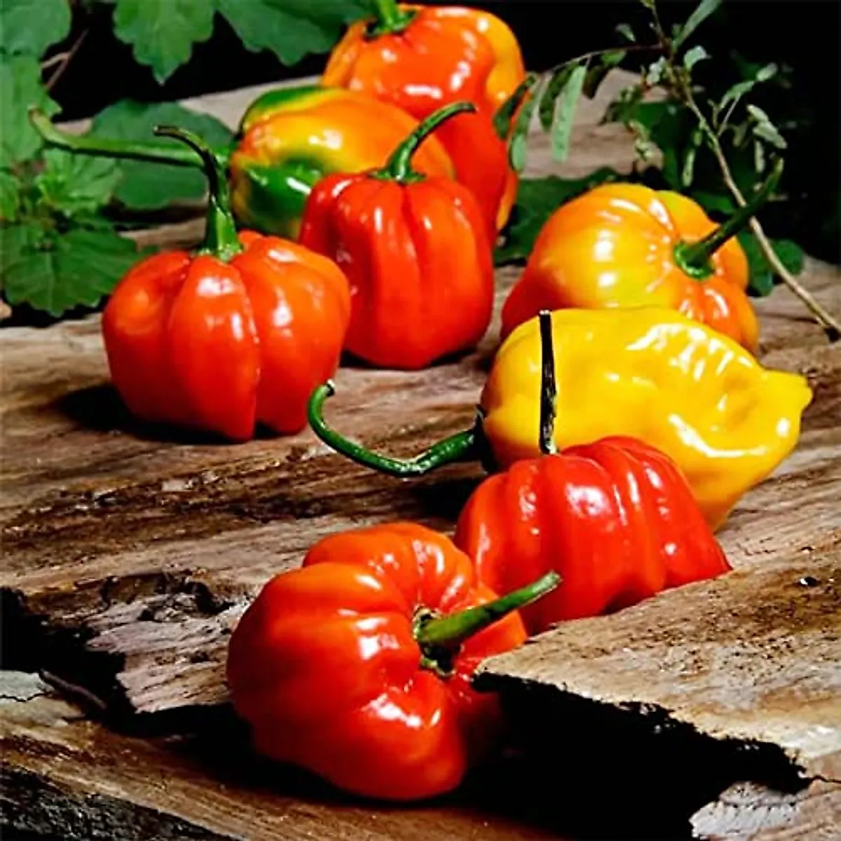 QAUZUY GARDEN 100 Seeds Aji Dulce Sweet Chili Pepper Ajicitoo Aji ...