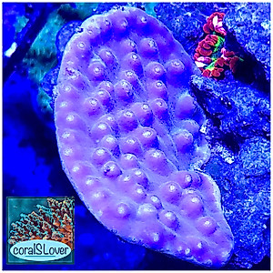 coralSLover Live Saltwater Corals, Brand, Coral Decor for Aquarium, Livestock, Reef, Marine, Turbinaria Purple Scroll Coral