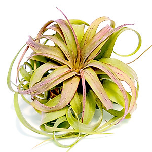 Small Air Plants - 1 Streptophylla Hybrid - 2 to 4 Inch Air Plant - Color & Form Varies by Season - 30 Day Guarantee on Tillandsia from The Drunken Gnome (1, Small 2-4")