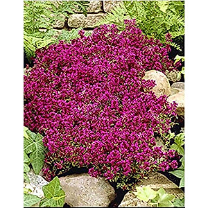200pcs Thyme Seeds Creeping Thyme red joss Seeds Perennial Ground Cover for Home Garden