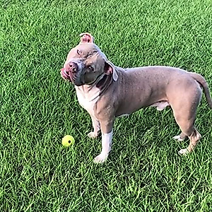 Chew King Supreme Rubber Fetch Balls - Extremely Durable Natural Rubber Toy, 2.5 inch, Yellow (CM-10066-CS01), 2.5" (Medium)