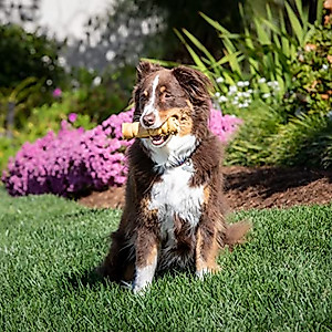 Wild Eats Water Buffalo Retriever Style Cheek Roll Dog Chews-5 Pack (Long Lasting Dog Chews, Dog Treats, Dog Bones for Aggressive Chewers & Dog Bones for Large Dogs) Great Substitute Pig Ears for Dogs