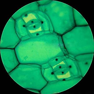 AmScope M200B-MS-LED Cordless Compound Monocular Microscope, WF10x and WF20x Eyepieces, 40x-800x Magnification, LED Illumination, Brightfield, Single-Lens Condenser, Coarse and Fine Focus, Mechanical Stage, 110V or Cordless Operation