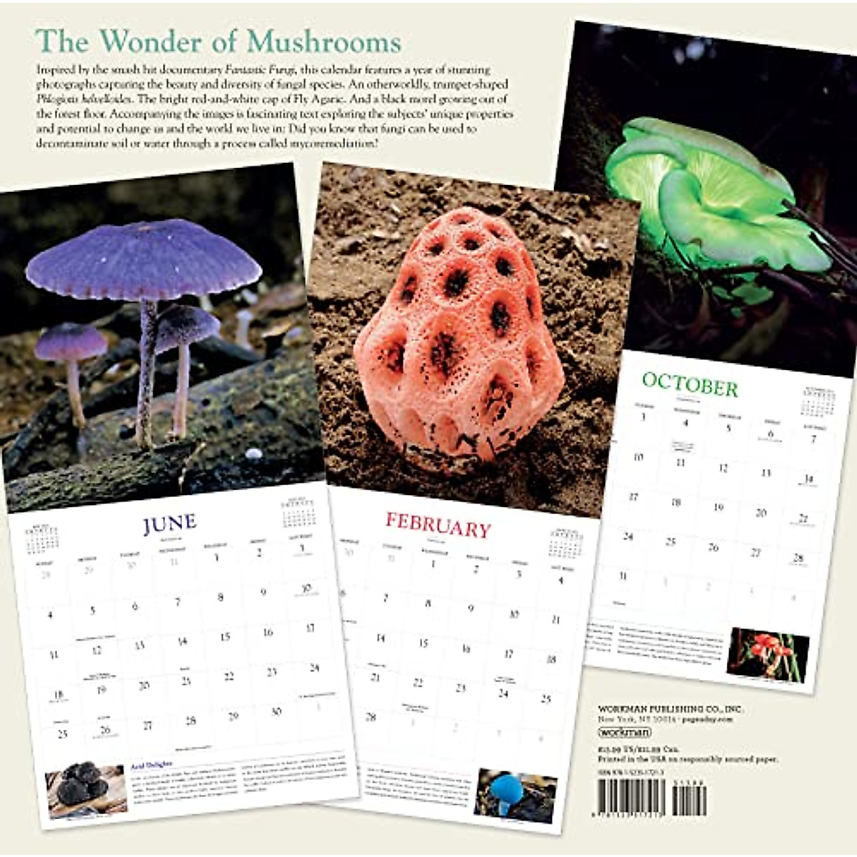 Fantastic Fungi Wall Calendar 2023: For Mycologists, Artists, Foodies, Ecologists, Doctors, and Explorers