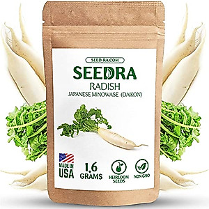 Seedra.US Japanese Minowase Daikon Radish Seeds for Indoor and Outdoor Planting - Non GMO and Heirloom Seeds - 100 Seeds - White Radishes for Home Vegetable Garden